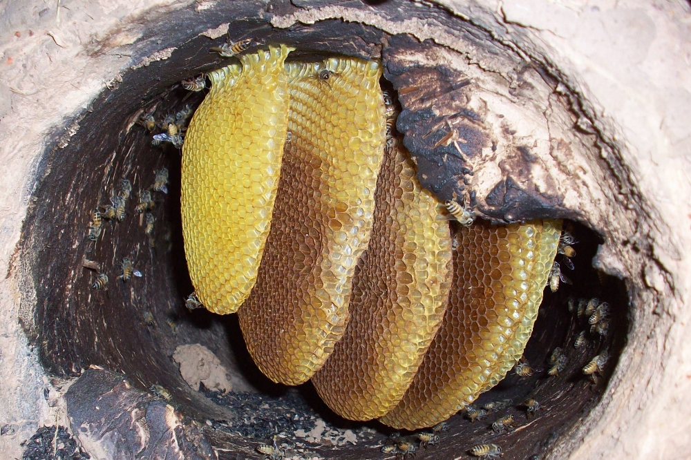 Traditional Bee Hives and Honey collection: Burkina Faso | This is africa