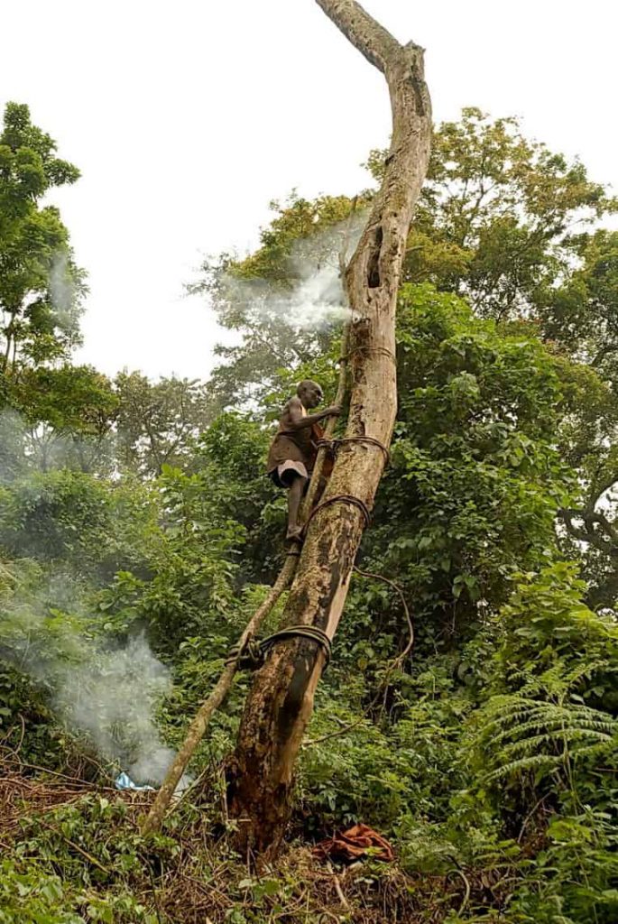 Exploring the Batwa identity, culture and livelihood in Uganda | This ...