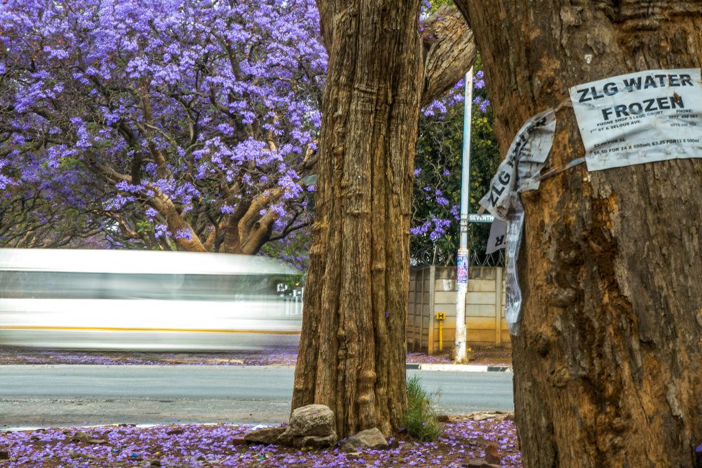The Purple Flower Trees: Zimbabwe | This is africa