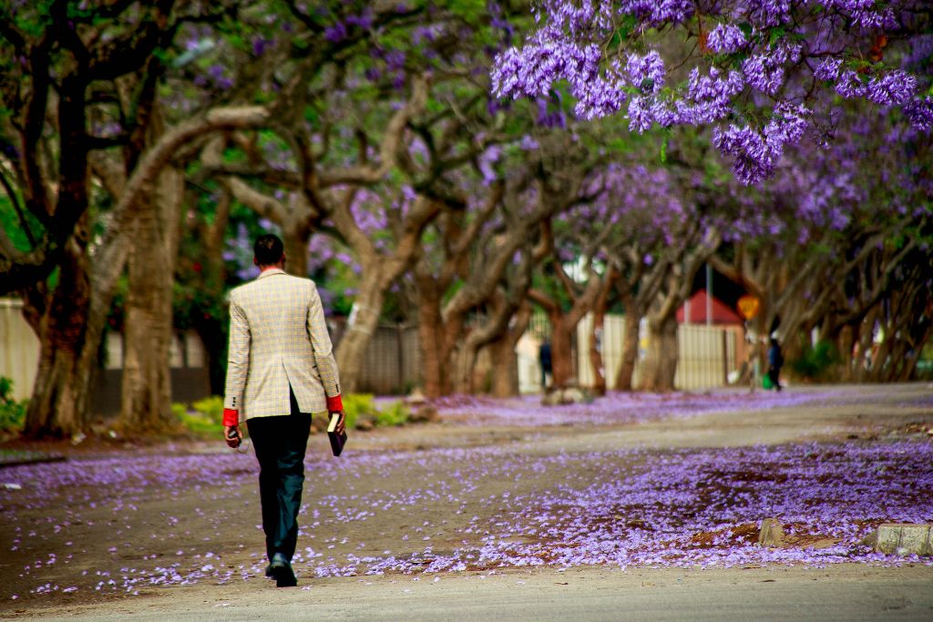 The Purple Flower Trees: Zimbabwe | This is africa