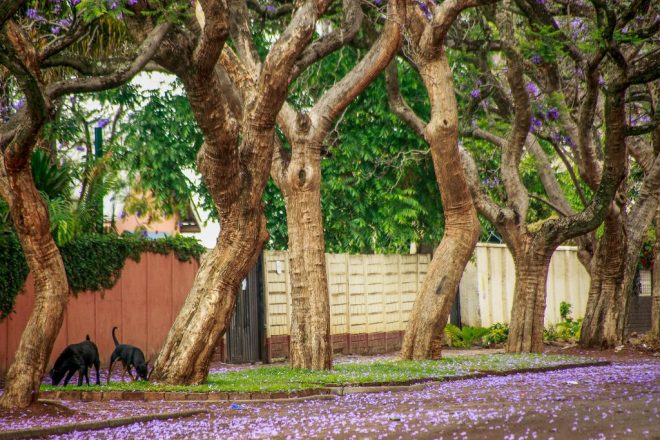The Purple Flower Trees: Zimbabwe | This is africa
