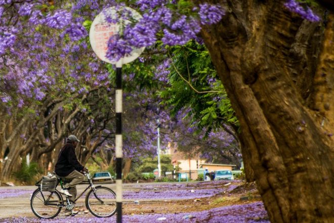 The Purple Flower Trees: Zimbabwe | This is africa